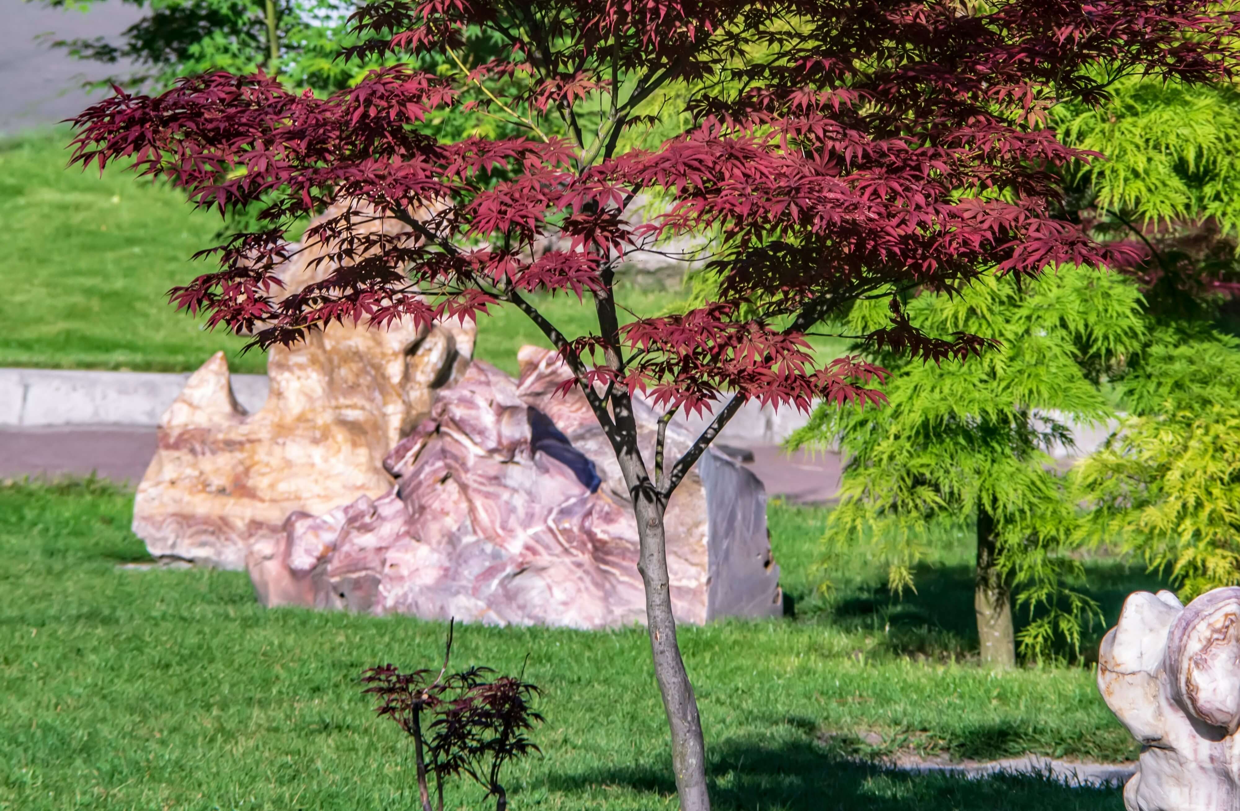 How to Remove a Small Tree From Your Yard | Just the Tree Guy